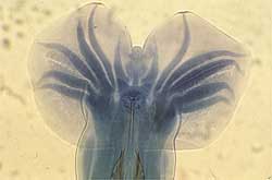 haemonchus male bursa